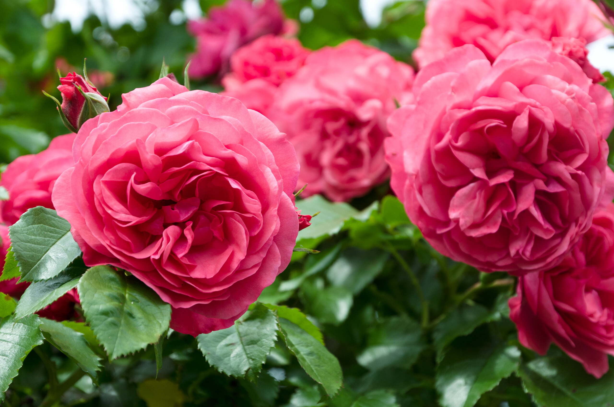 Nährstoffmangel - Rosenzentrum